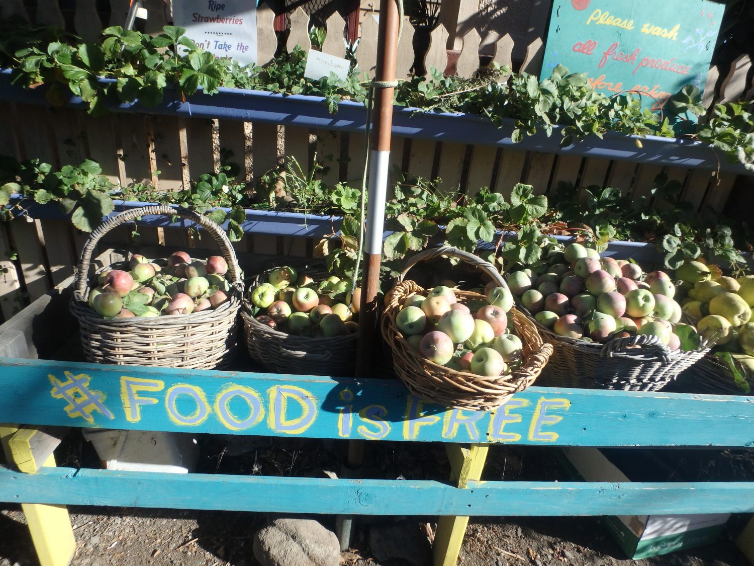 Orchardfest success – The Hidden Orchard